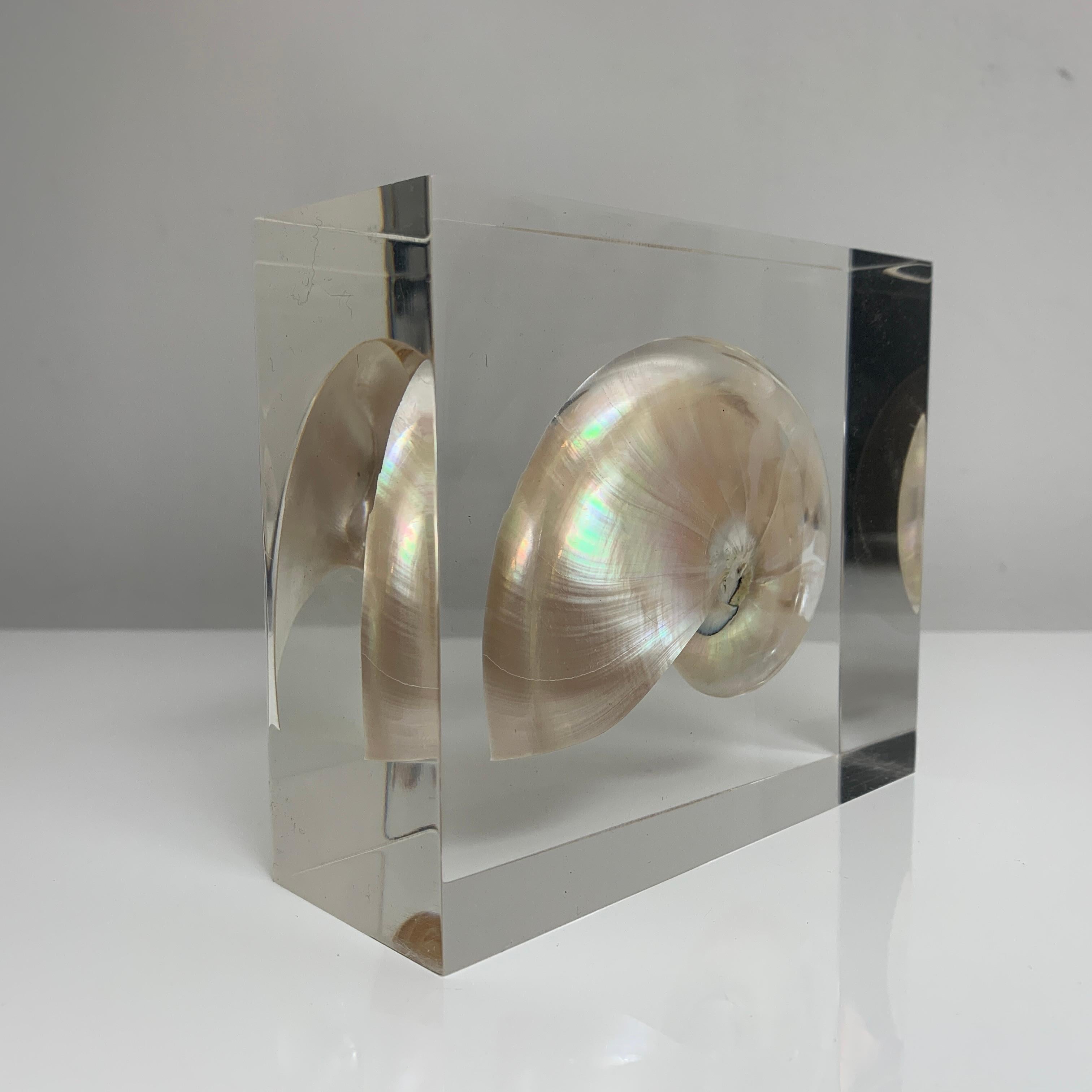 Presse papier coquillage nautile en inclusion époxy For Sale at 1stDibs ...