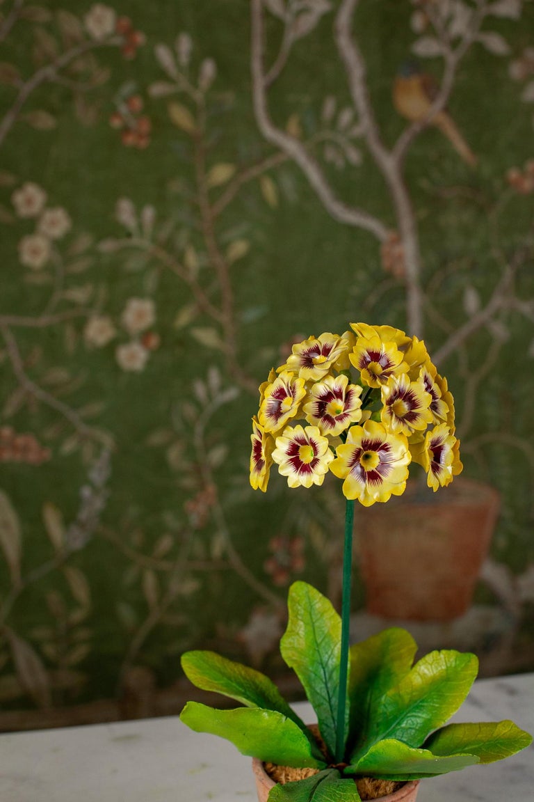 French Porcelain Primula For Sale at 1stDibs