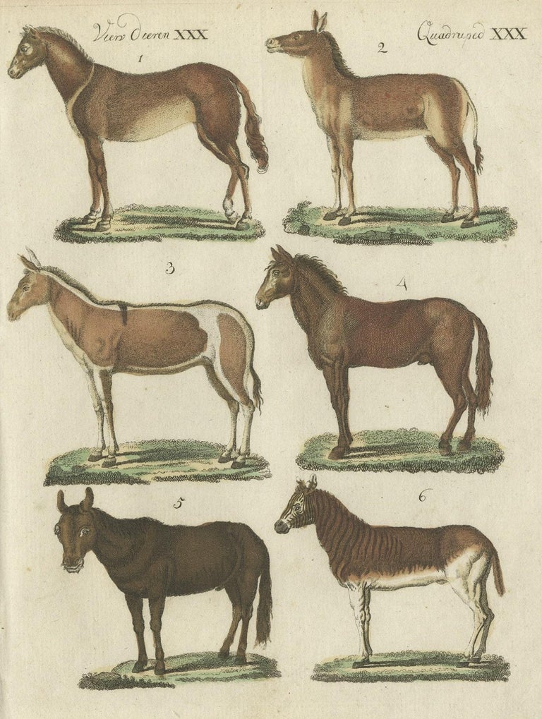 Print from a Rare Unknown Dutch work Showing Mules, Horses, Donkeys ...