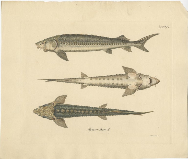 Print of the European Sea Sturgeon or the Atlantic or Common Sturgeon ...