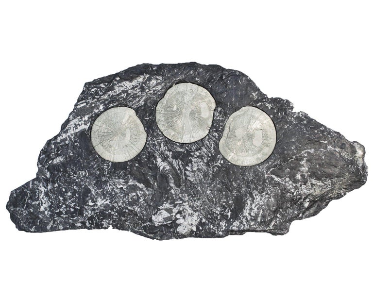Pyrite Suns with White Fossil Ferns in a Black Slate Matrix For Sale at ...