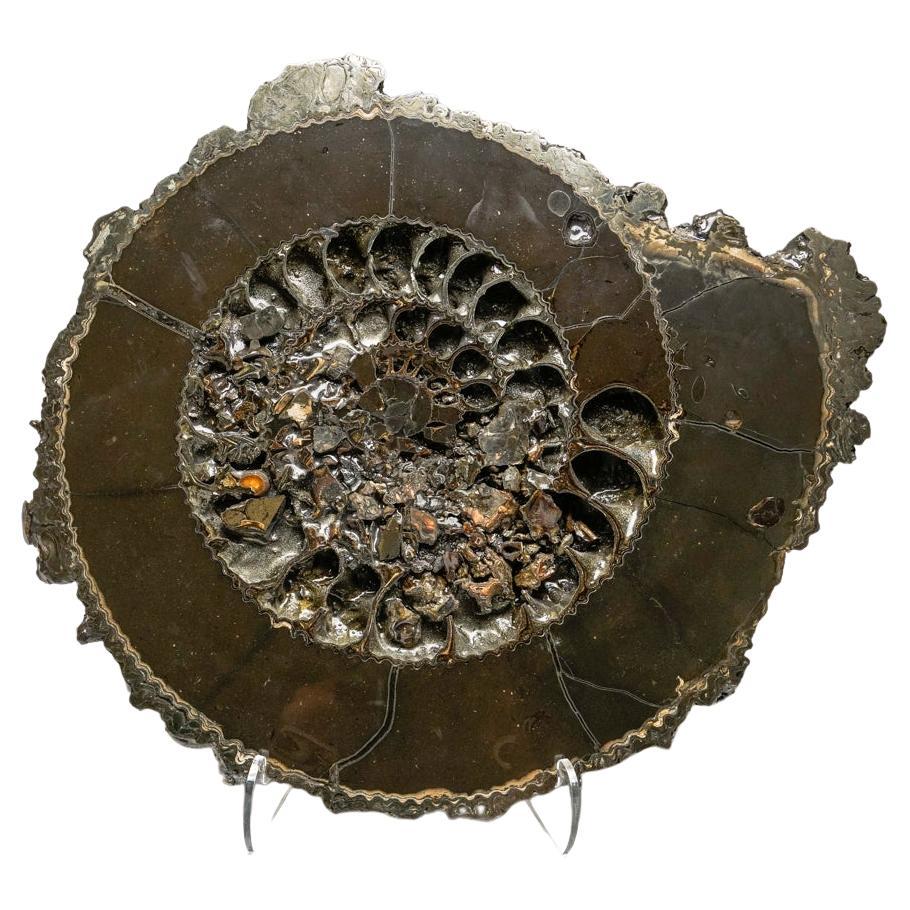 Ordovician Brittle Star Fossil from Morocco For Sale at 1stDibs