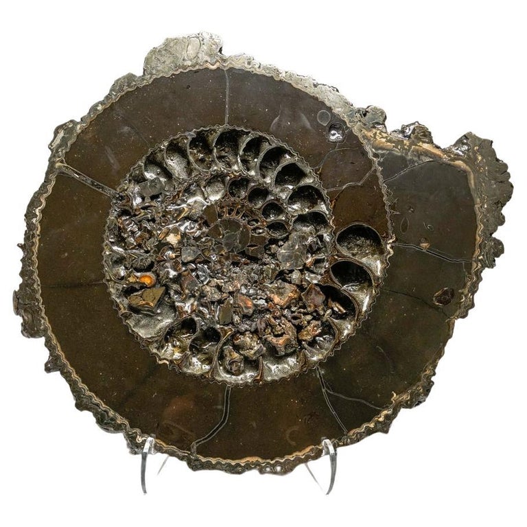 Natural Pyritized Ammonite Fossil from Moscow, Russia, (9 Lbs) For Sale ...