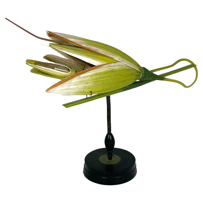 R. Brendel «Avena Sativa» Botanical Model XIXe For Sale at 1stDibs
