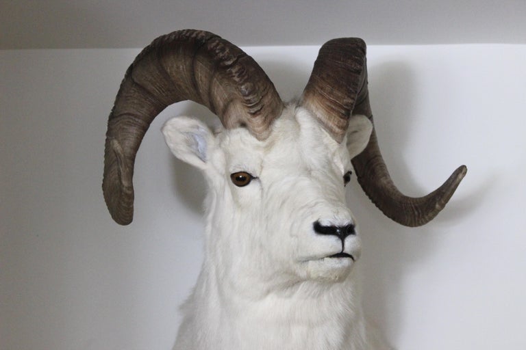 Ram Taxidermy Wall Mount at 1stDibs | wall mount taxidermy, ram ...