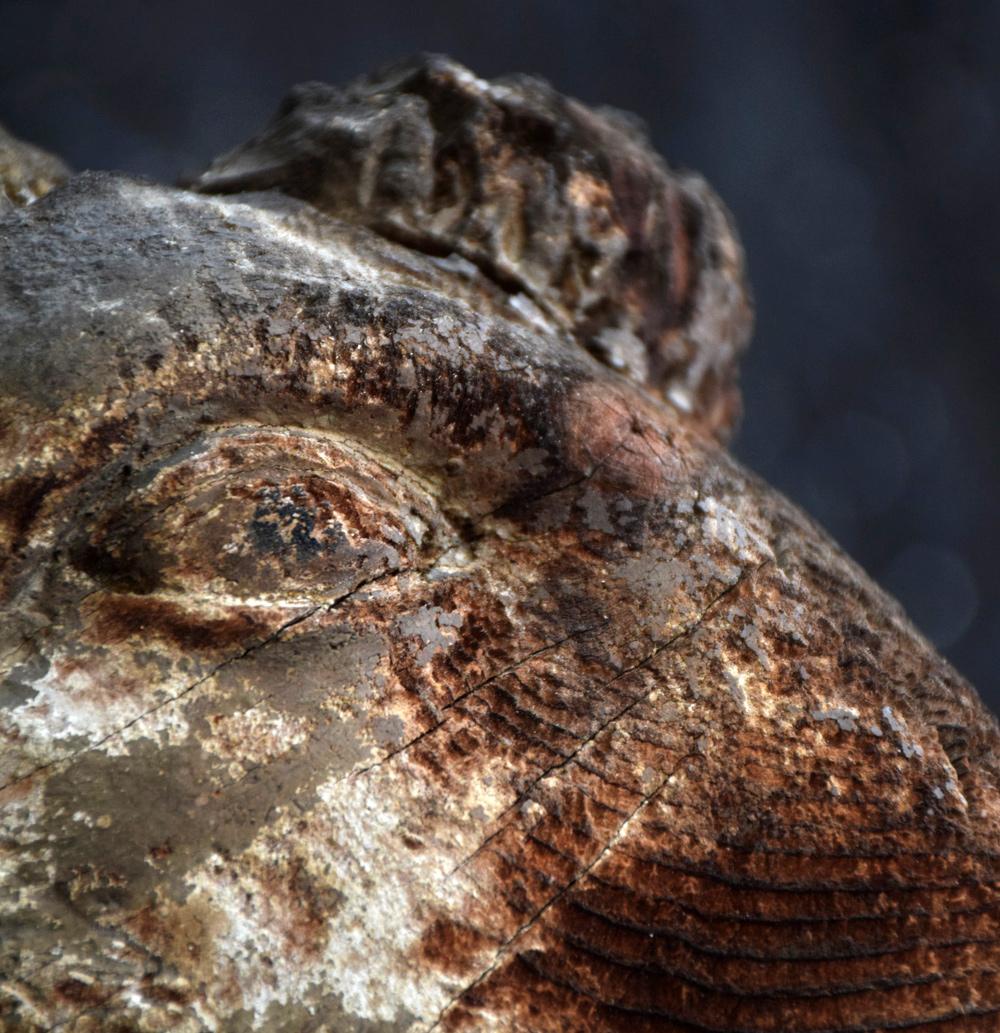 Rams Head, circa 1750 at 1stDibs