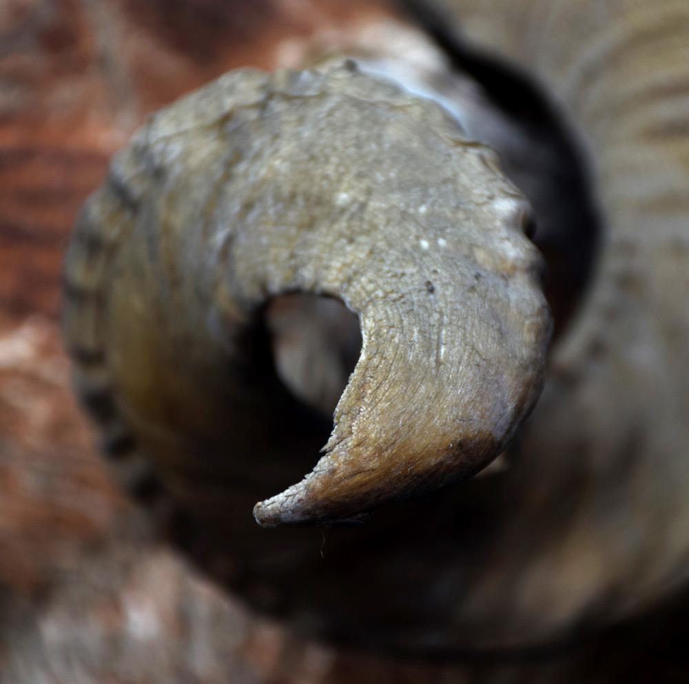 Rams Head, circa 1750 at 1stDibs