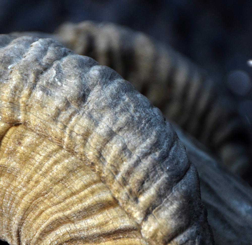 Rams Head, circa 1750 at 1stDibs