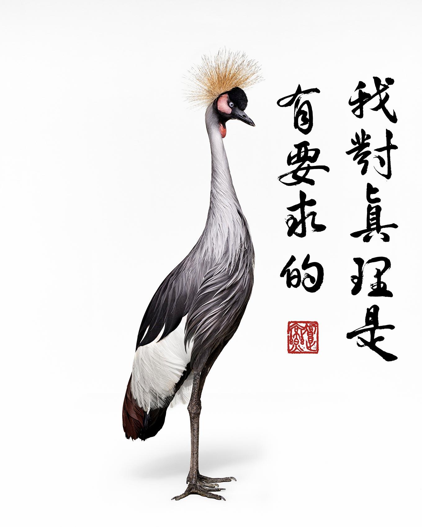 Randal Ford - African Crane (40" x 50") For Sale at 1stDibs