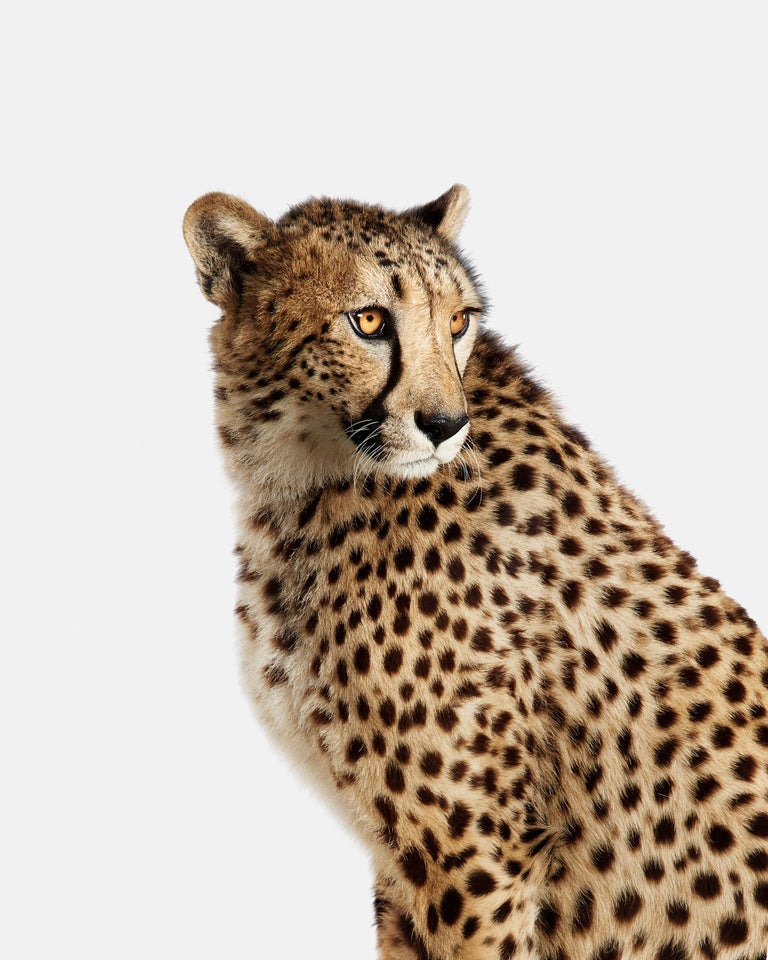 Randal Ford - Cheetah No. 1 (60" x 48") For Sale at 1stDibs