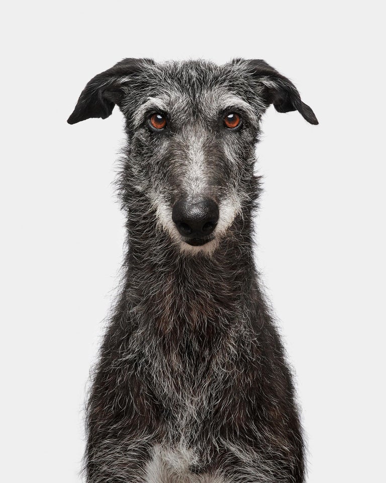 Randal Ford - Dixie (50" x 40") For Sale at 1stDibs