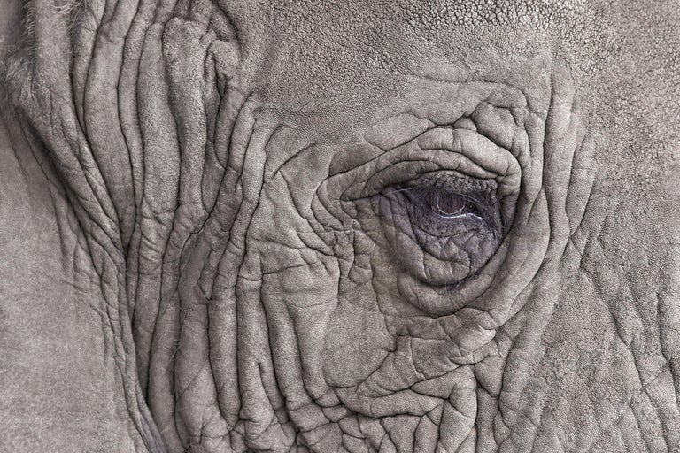 Randal Ford - Elephant Close Up (48" x 72") For Sale at 1stDibs