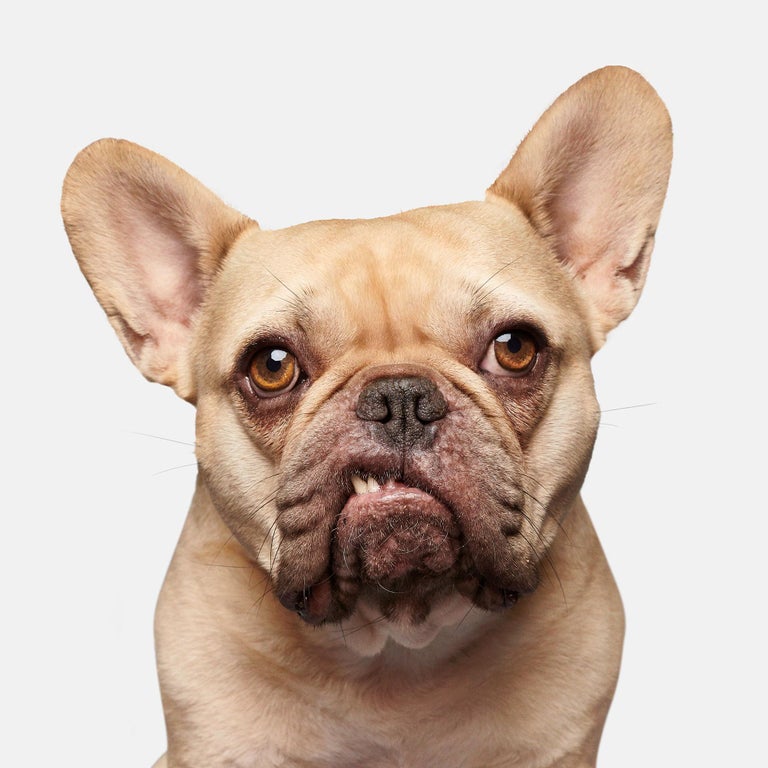 Randal Ford - Franklin (48" x 48") For Sale at 1stDibs