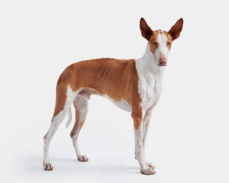 Randal Ford - Gavin No. 1 (40" x 50") For Sale at 1stDibs