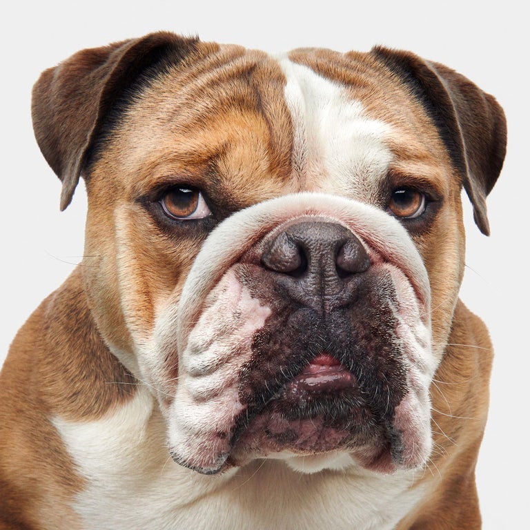 Randal Ford - GQ (48" x 48") For Sale at 1stDibs