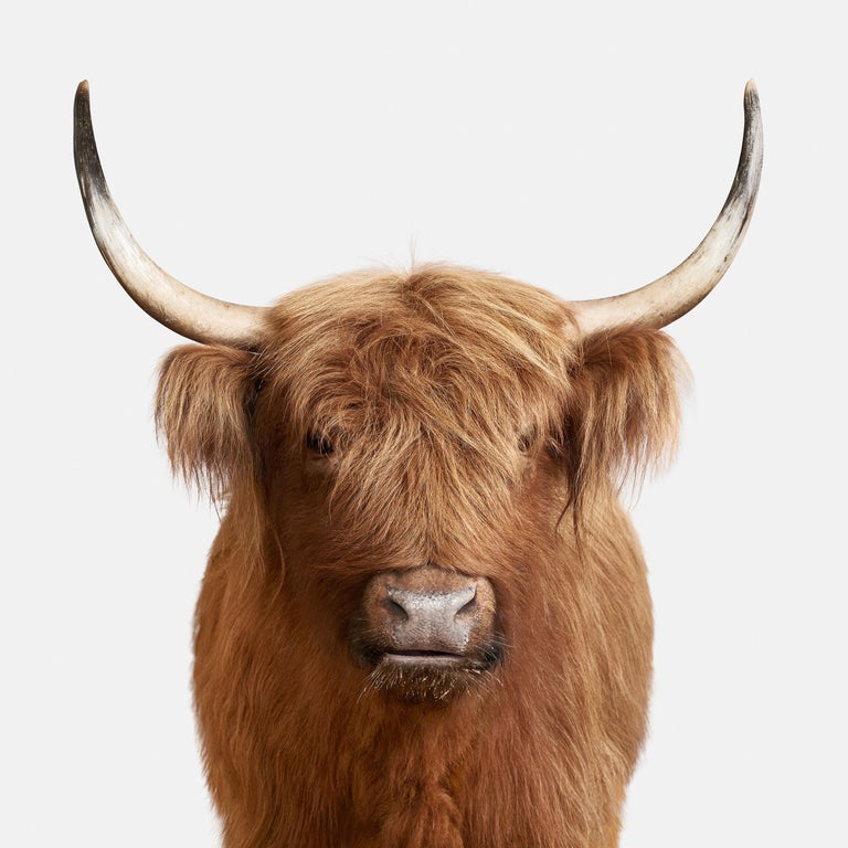 Randal Ford - Highland Cow No. 3 (40" x 40") For Sale at 1stDibs