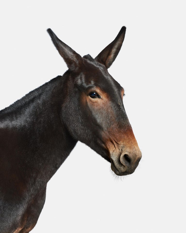 Randal Ford - John Mule No. 1 (37.5" x 30") For Sale at 1stDibs