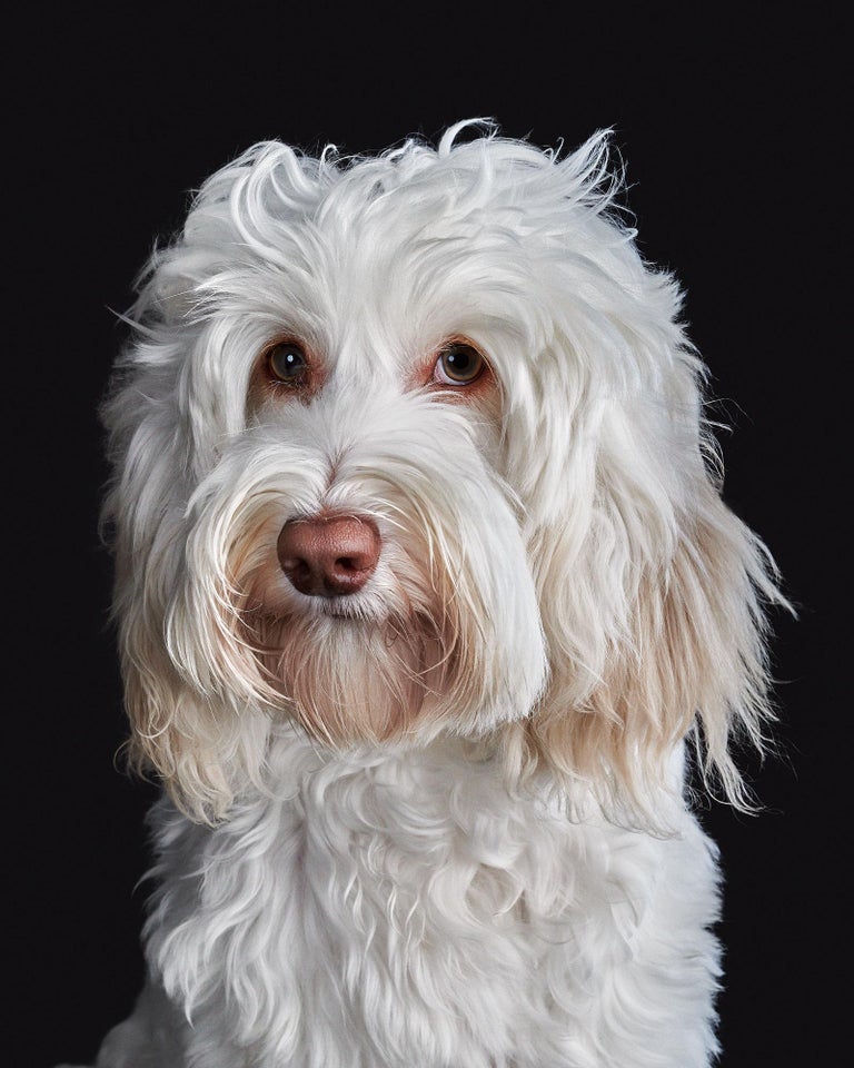 Randal Ford - Lila (37.5" x 30") For Sale at 1stDibs