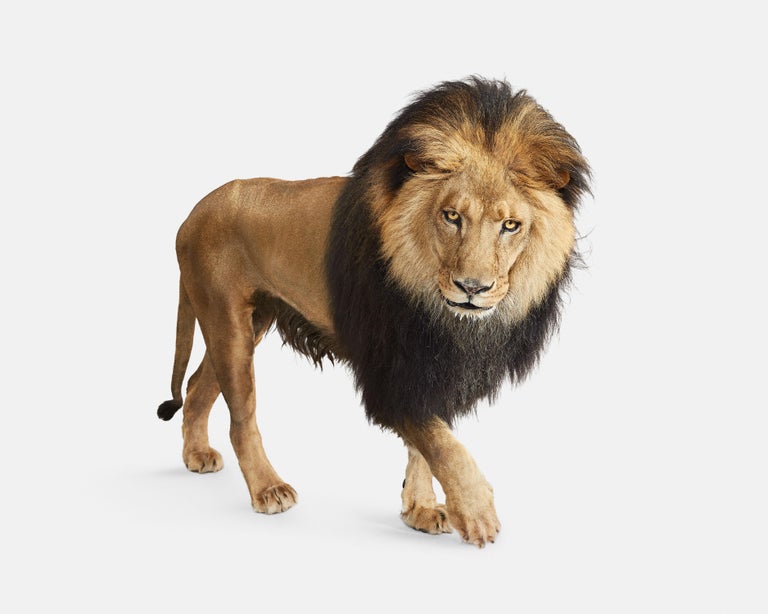 Randal Ford - Lion No. 4 (40" x 50") For Sale at 1stDibs