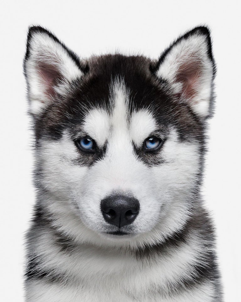 Randal Ford - Merlin (50" x 40") For Sale at 1stDibs