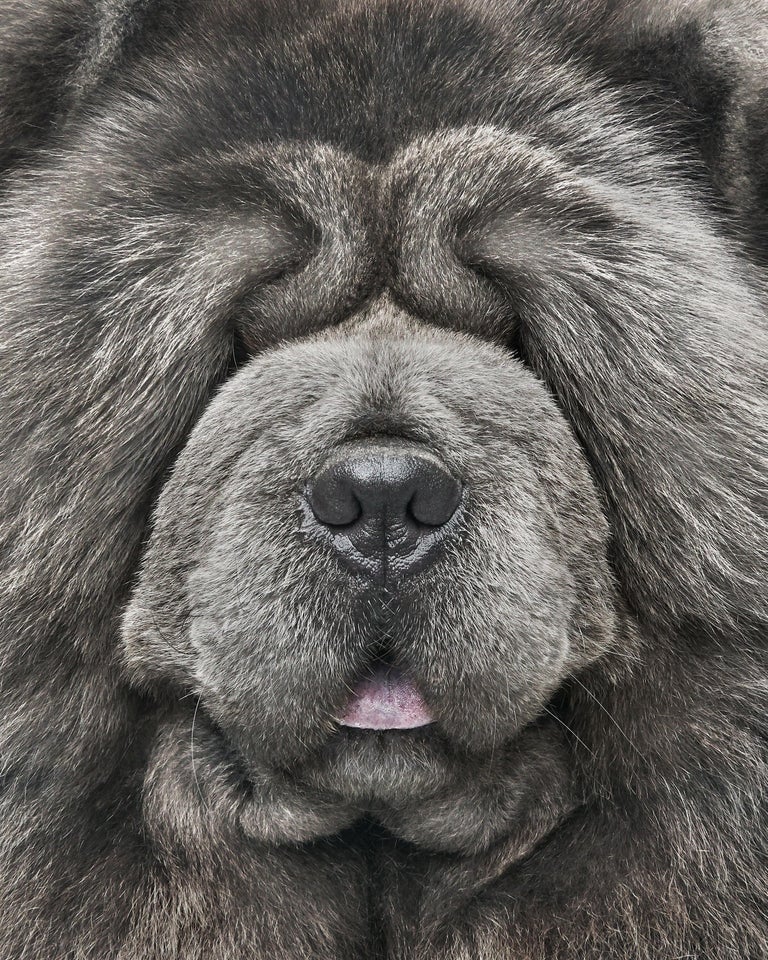 Randal Ford - Mimi (50" x 40") For Sale at 1stDibs