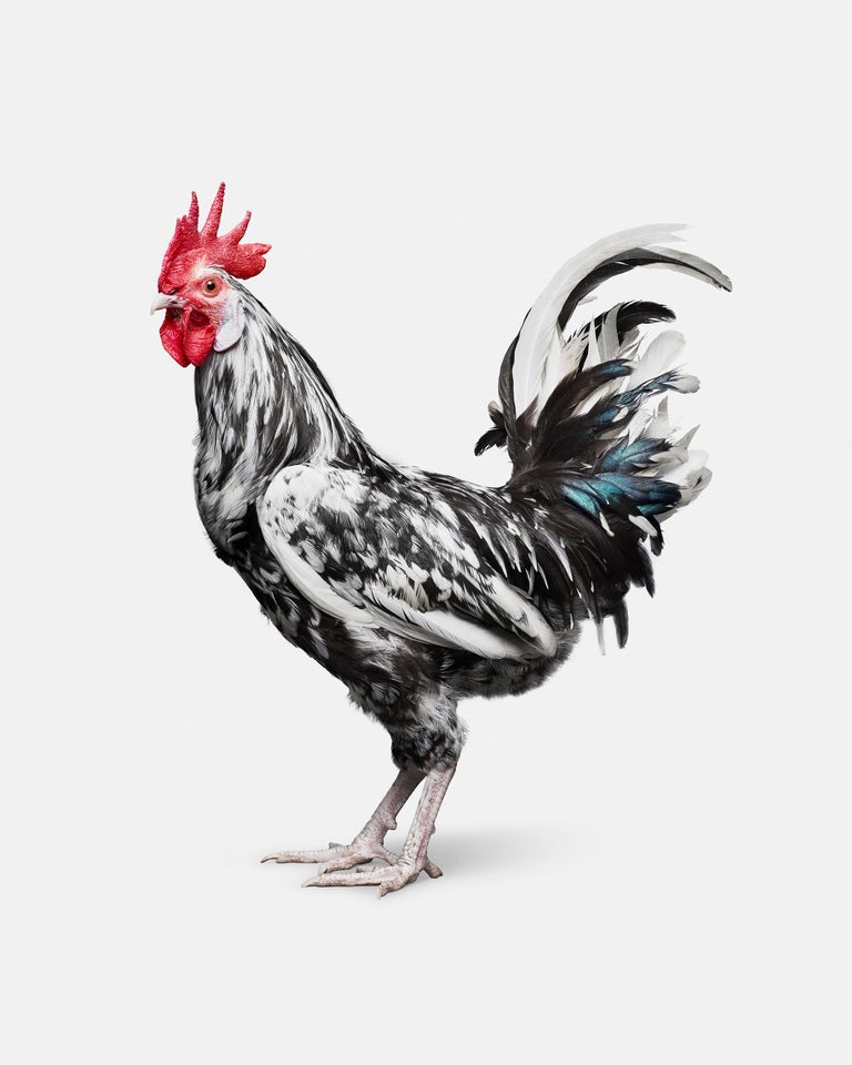 Randal Ford - Orust Rooster No. 1 (60" x 48") For Sale at 1stDibs