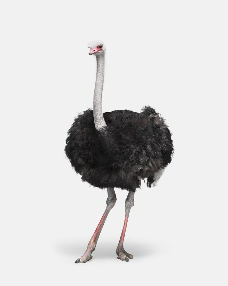 Randal Ford - Ostrich No. 1 (60" x 48") For Sale at 1stDibs