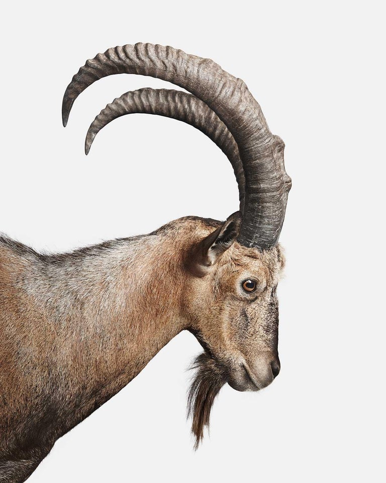 Randal Ford - Persian Ibex No. 1 (50" x 40") For Sale at 1stDibs