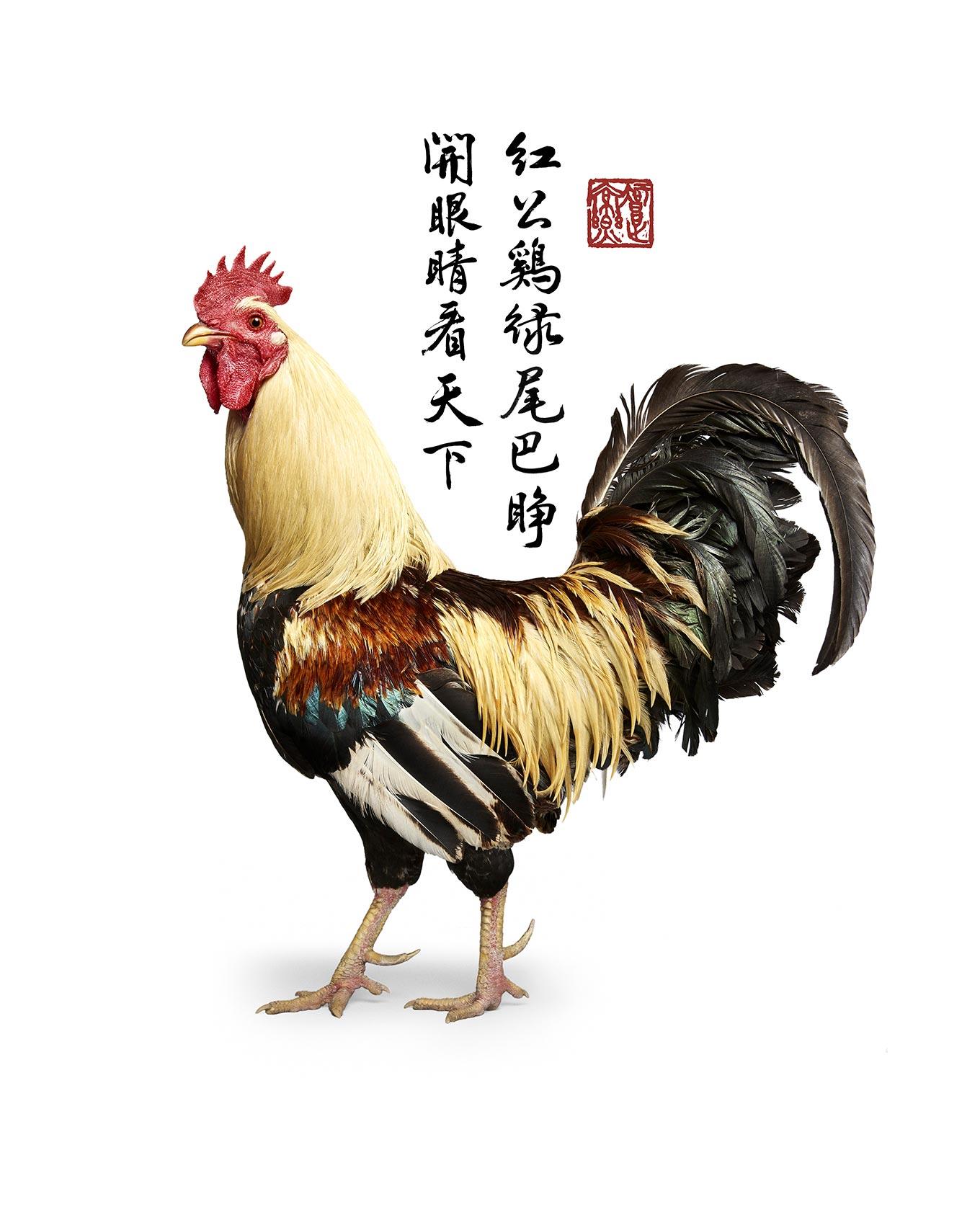 Randal Ford - Proud Rooster (48" x 60") For Sale at 1stDibs