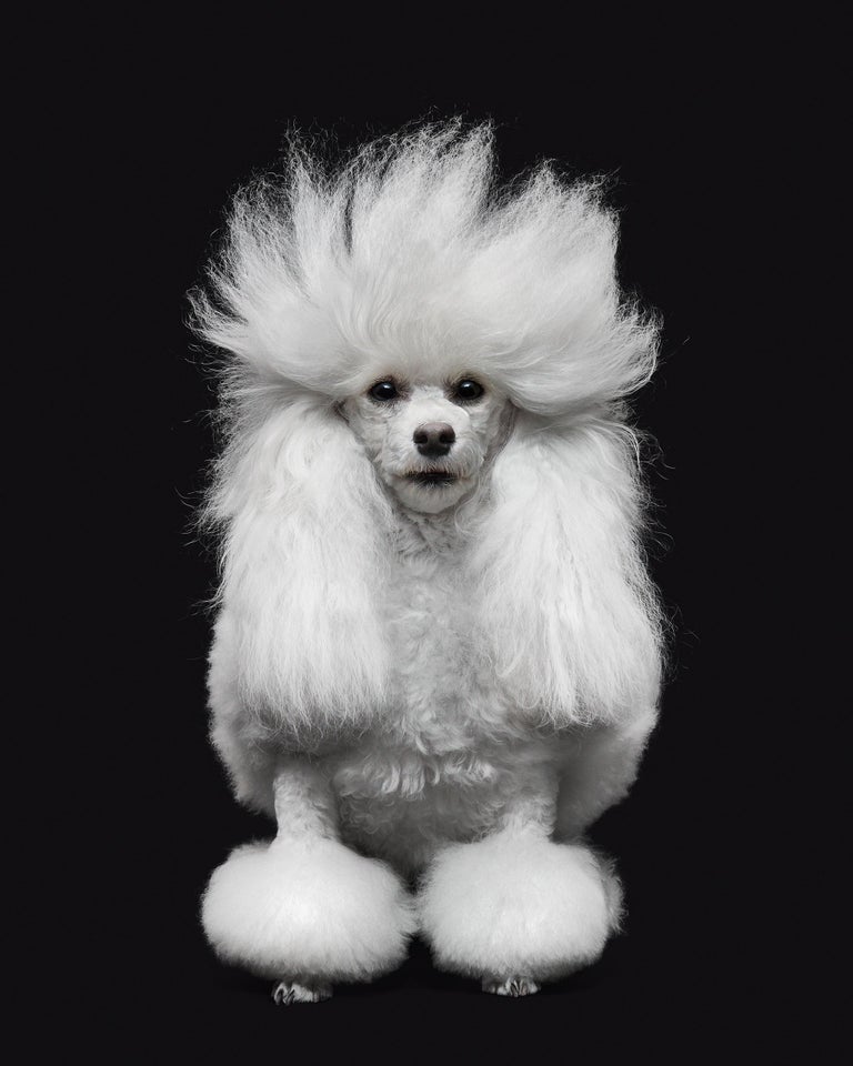 Randal Ford - Secret (50" x 40") For Sale at 1stDibs