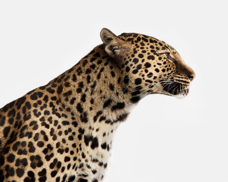 Randal Ford - Spotted Leopard No. 1 (40" x 50") For Sale at 1stDibs