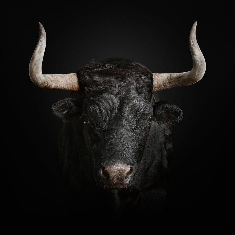 Randal Ford - Toro Bravo (40" x 40") For Sale at 1stDibs