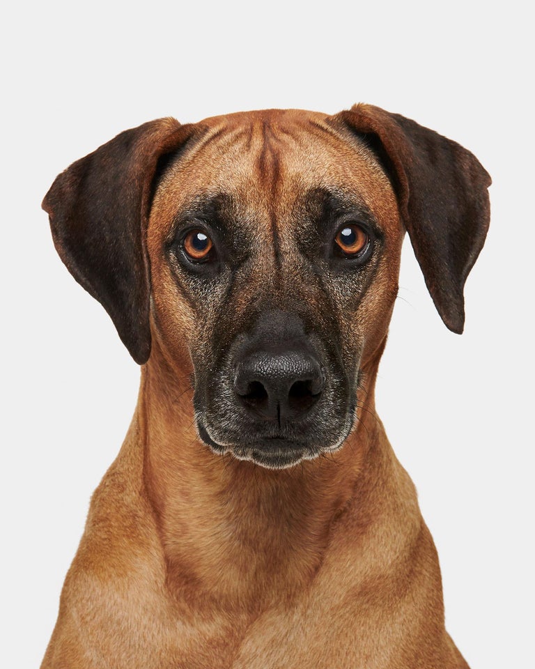 Randal Ford - Wayman (50" x 40") For Sale at 1stDibs