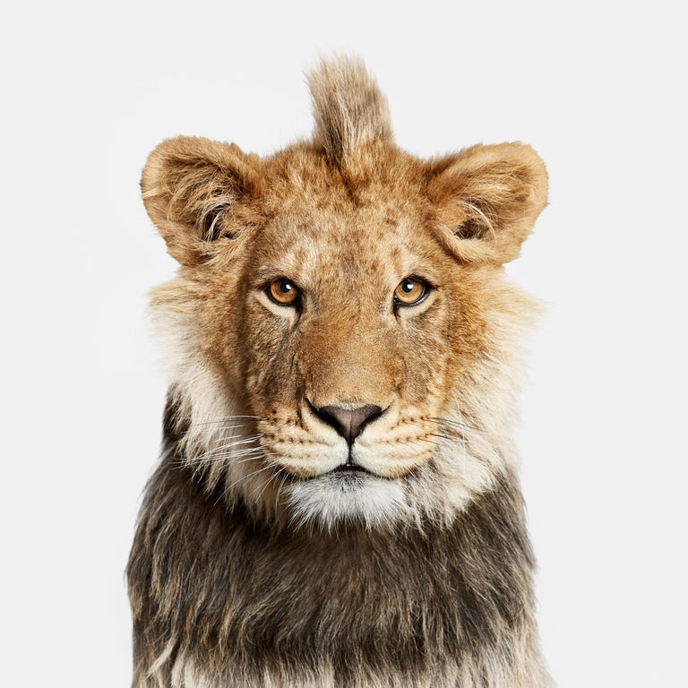 Randal Ford - Young Lion (48" x 48") For Sale at 1stDibs