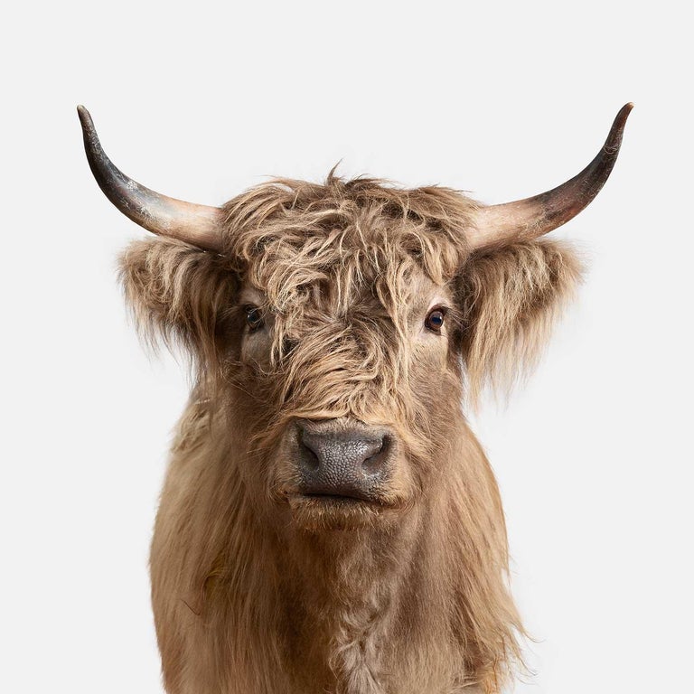 Randal Ford - Highland Cow No. 2 (48" x 48") For Sale at 1stDibs