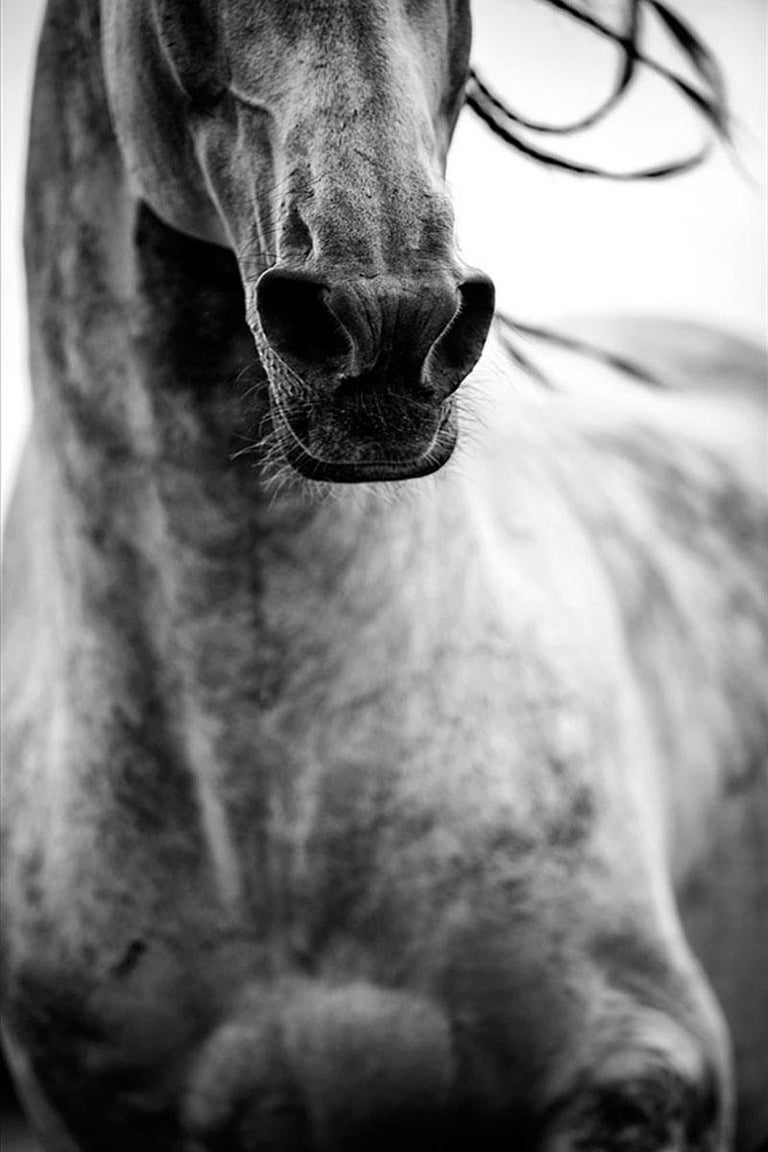 Raphael Macek - Equestrian Beauty #15 at 1stDibs