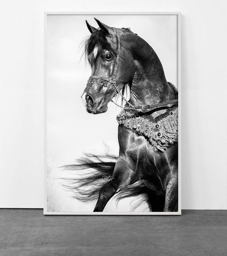 Raphael Macek - Equestrian Beauty #16 For Sale at 1stDibs