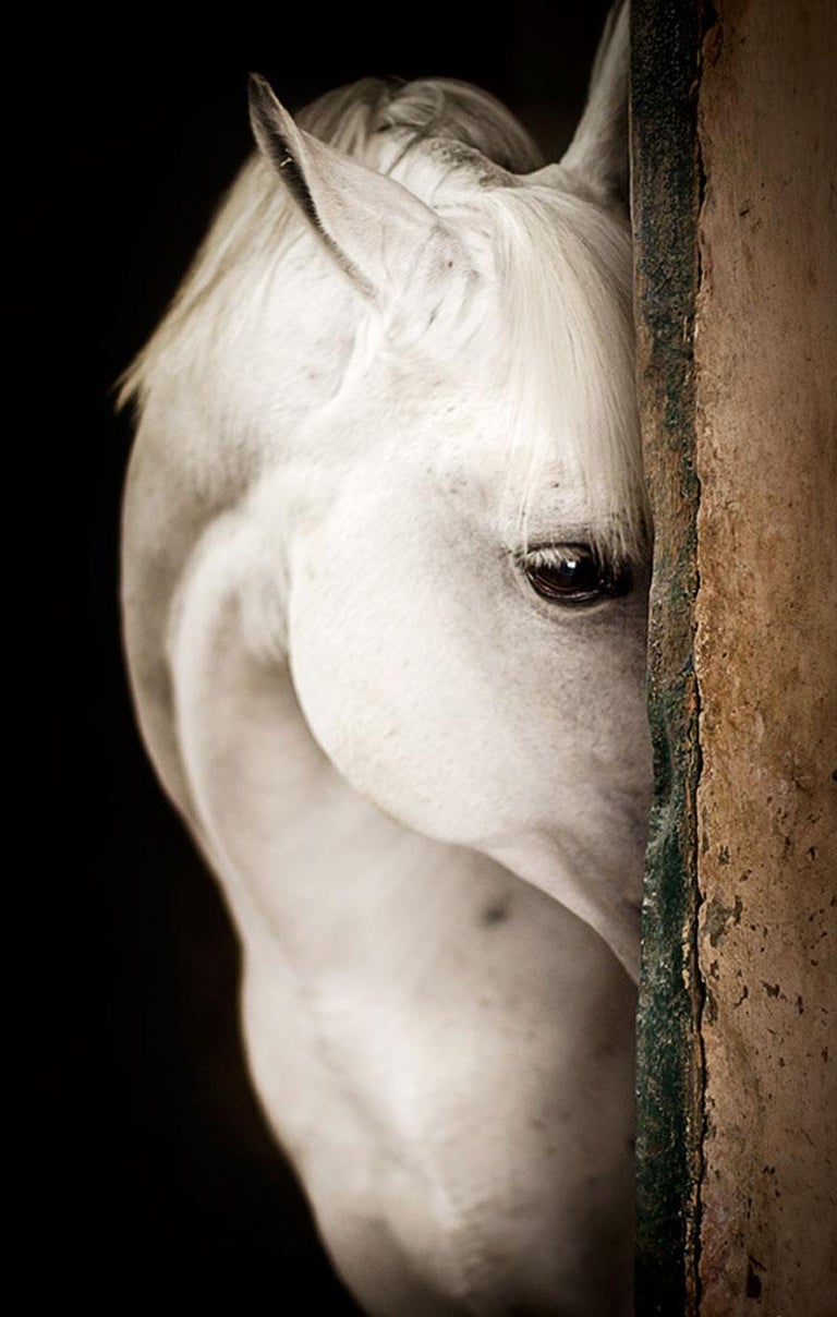 Raphael Macek - Equestrian Beauty #9 (Photography, Horse Portrait) For ...