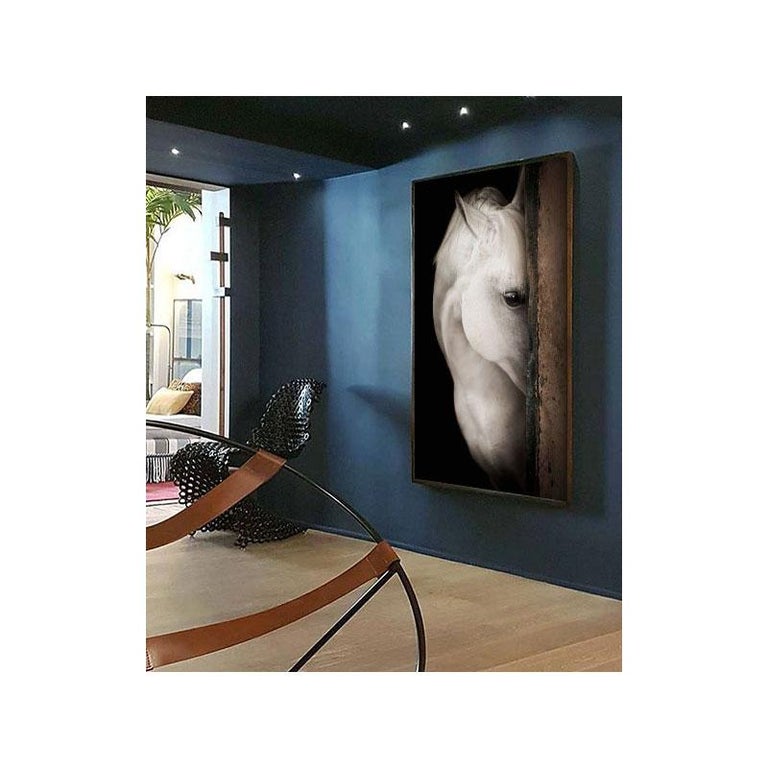 Raphael Macek - Equestrian Beauty #9 (Photography, Horse Portrait) For ...