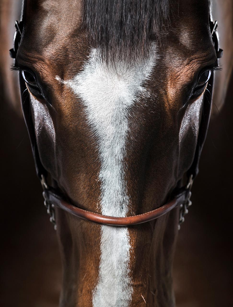 Raphael Macek - Curvarum, Horse Portrait, Equestrian Photography For ...
