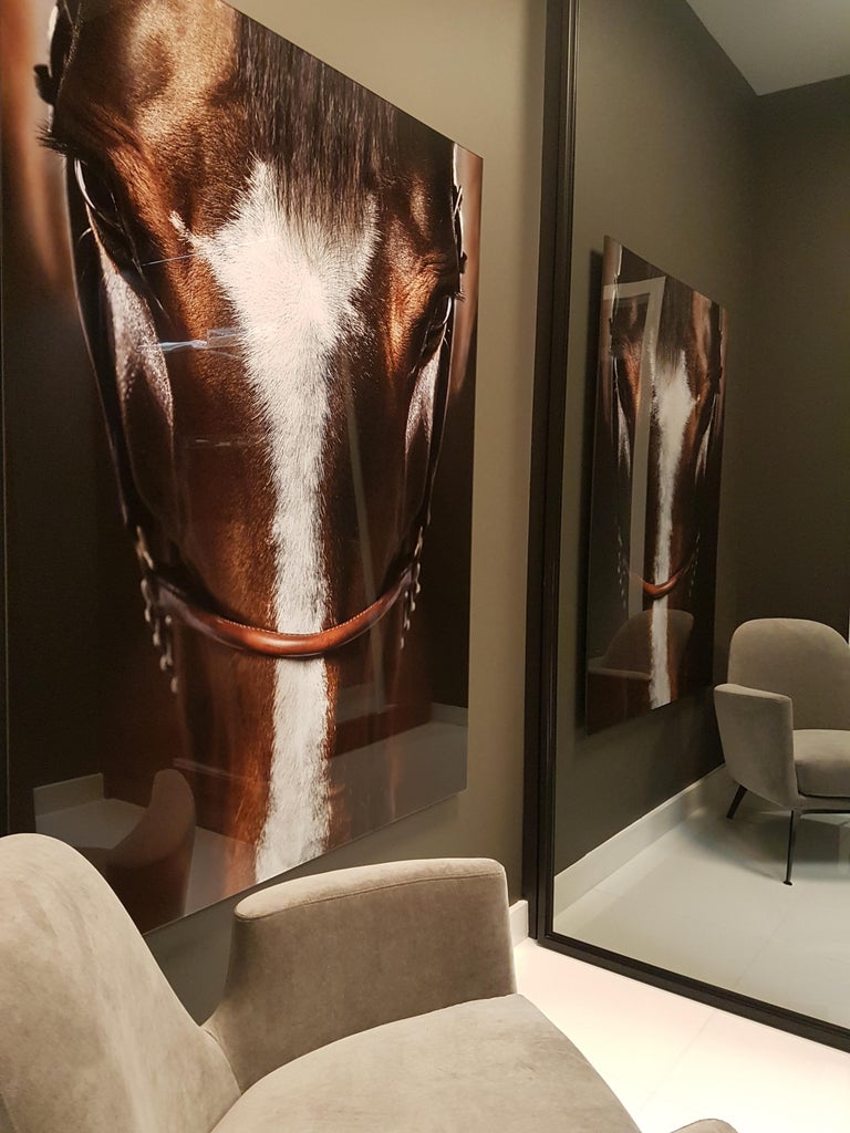 Raphael Macek - Immersion - Horse Photography - Portrait For Sale at ...