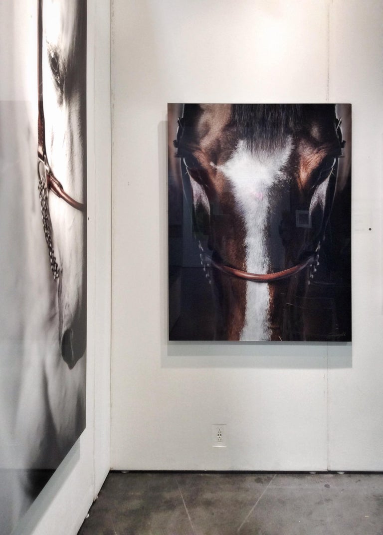 Raphael Macek - Immersion - Horse Photography - Portrait For Sale at ...