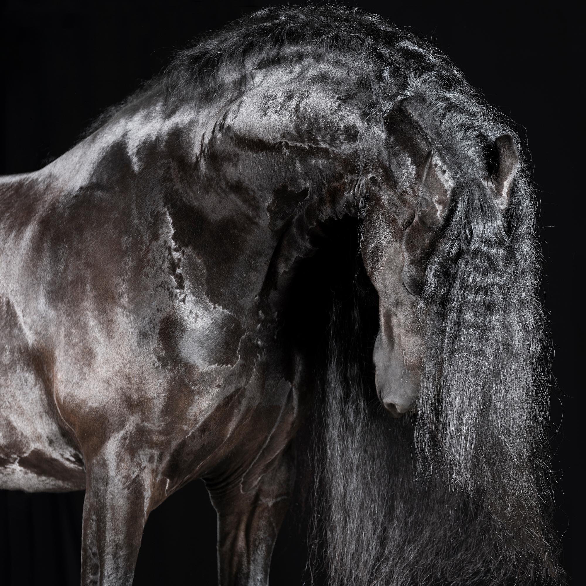 Raphael Macek - Curvarum, Horse Portrait, Equestrian Photography For ...
