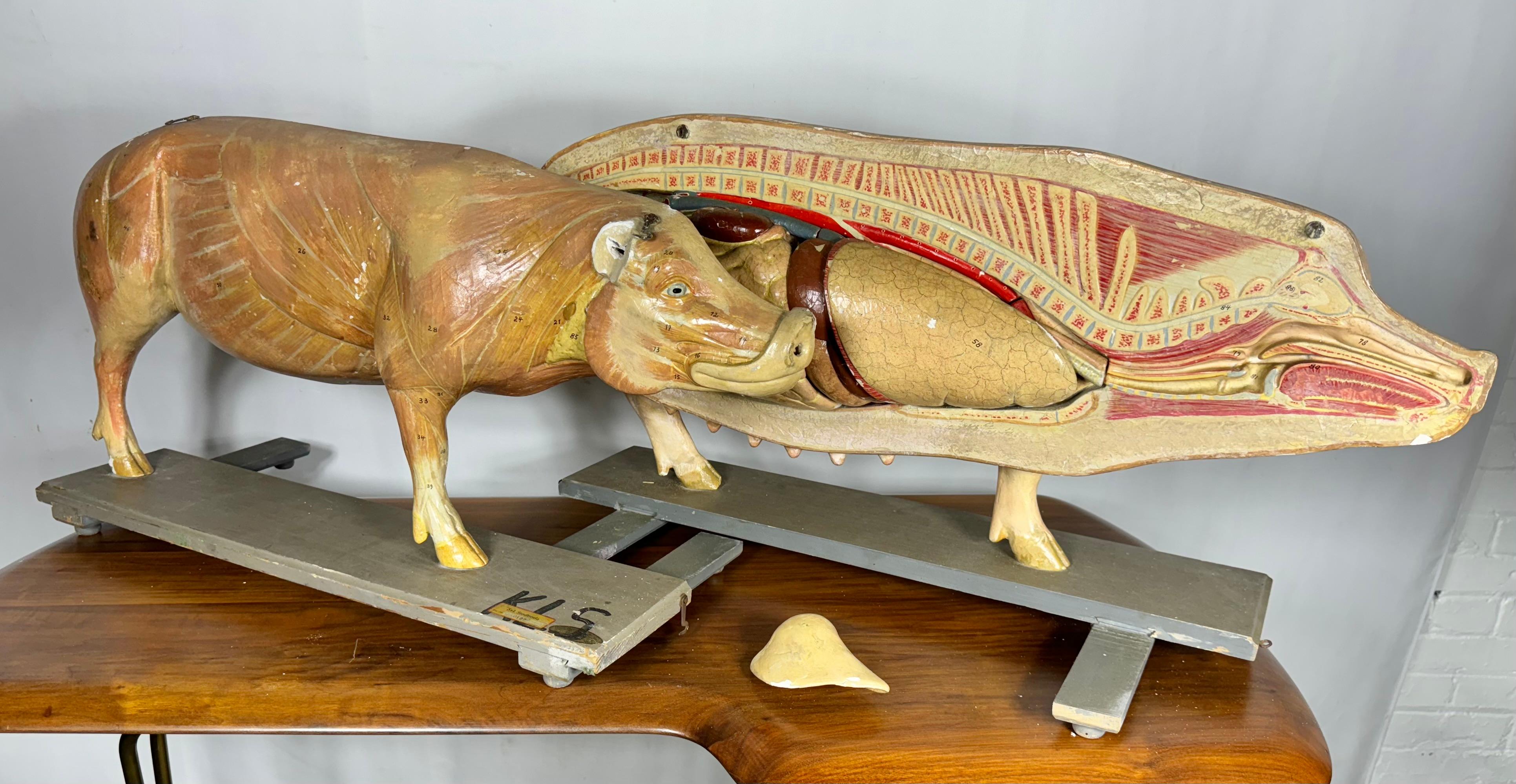 RARE 1920's Anatomical Model of a Pig, made in France Luis M. Meusel ...
