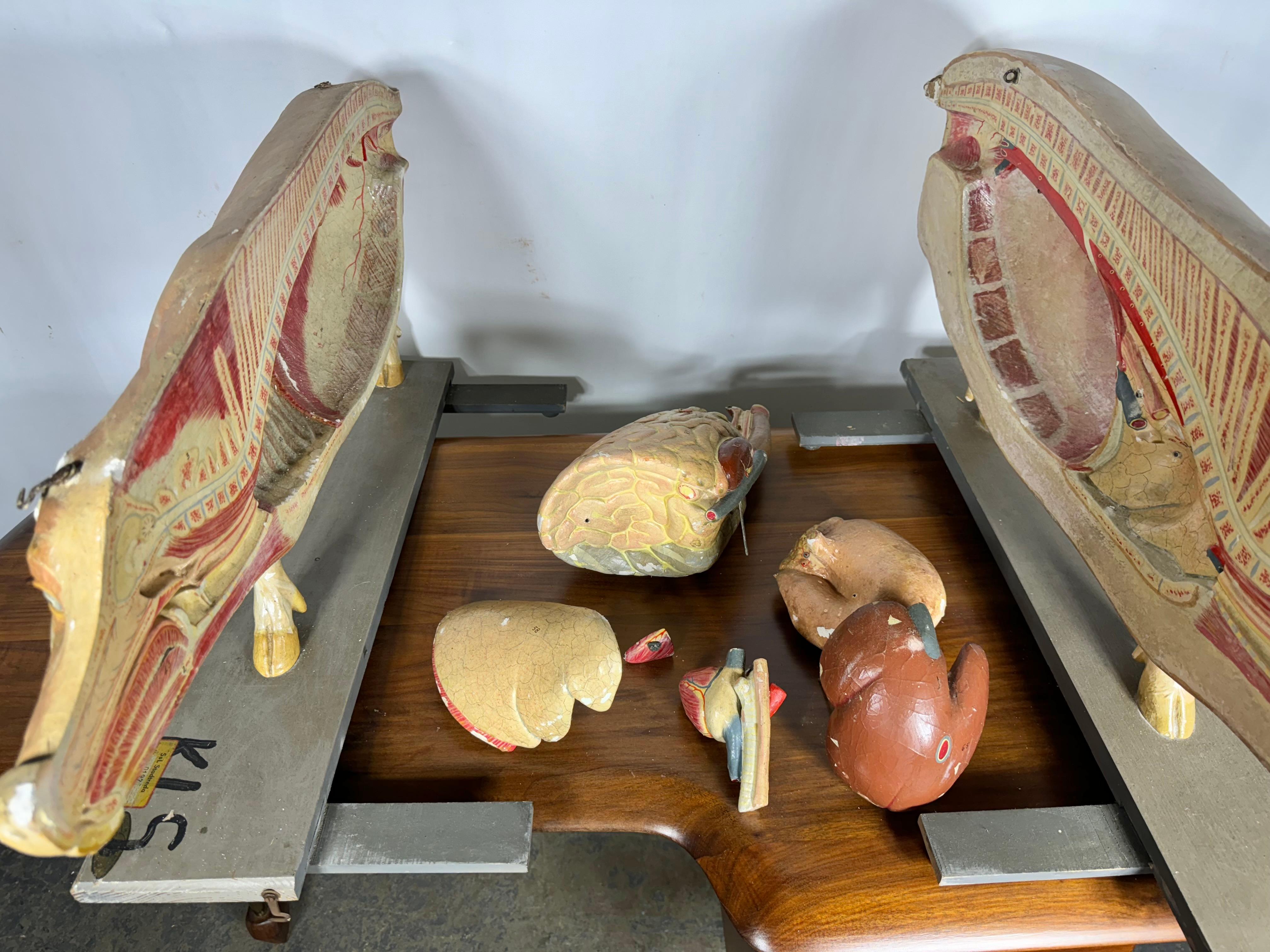 RARE 1920's Anatomical Model of a Pig, made in France Luis M. Meusel at ...