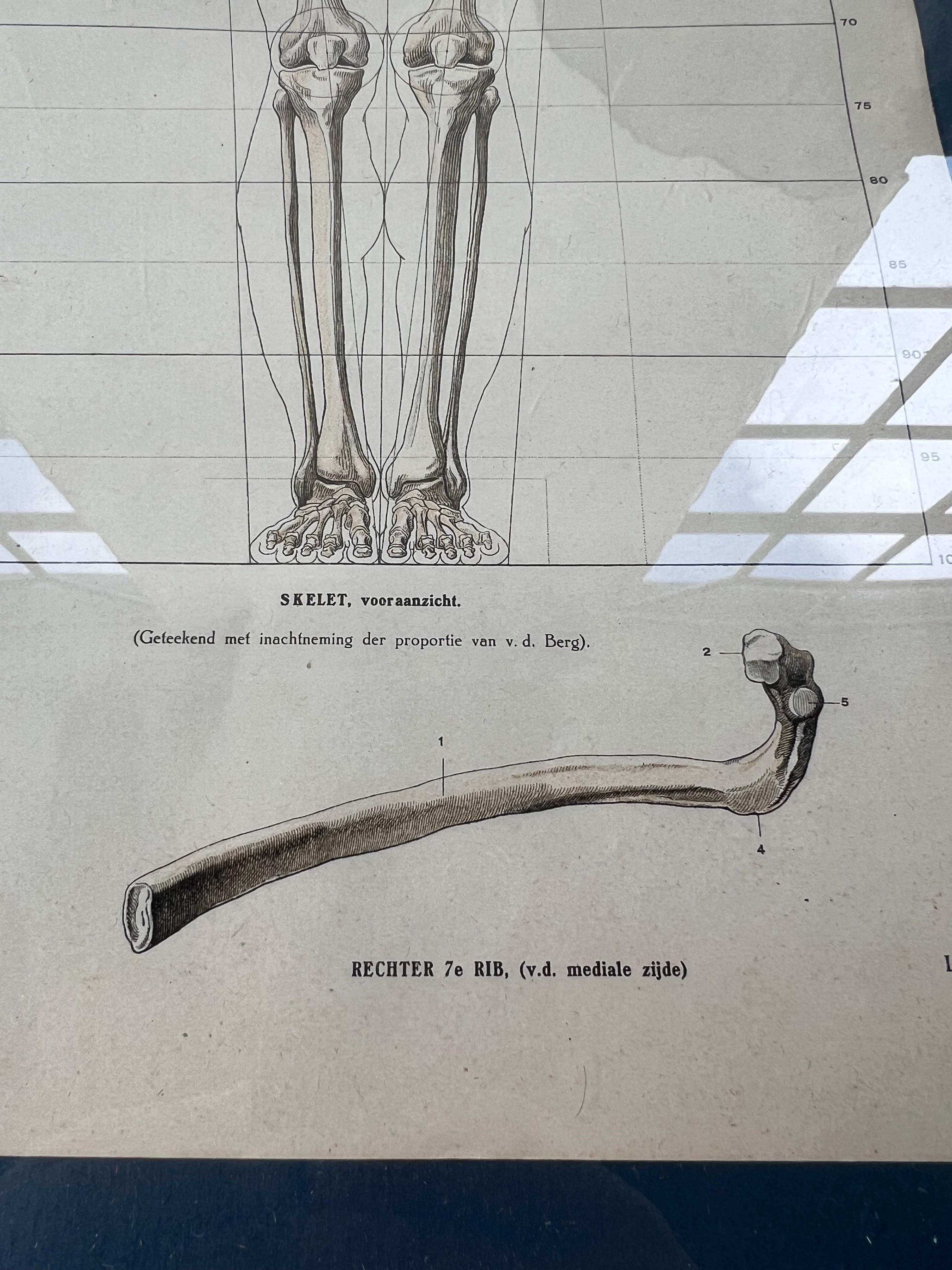 Rare antique Dutch Anatomical print, Skeleton, Sotheby's Amsterdam ...