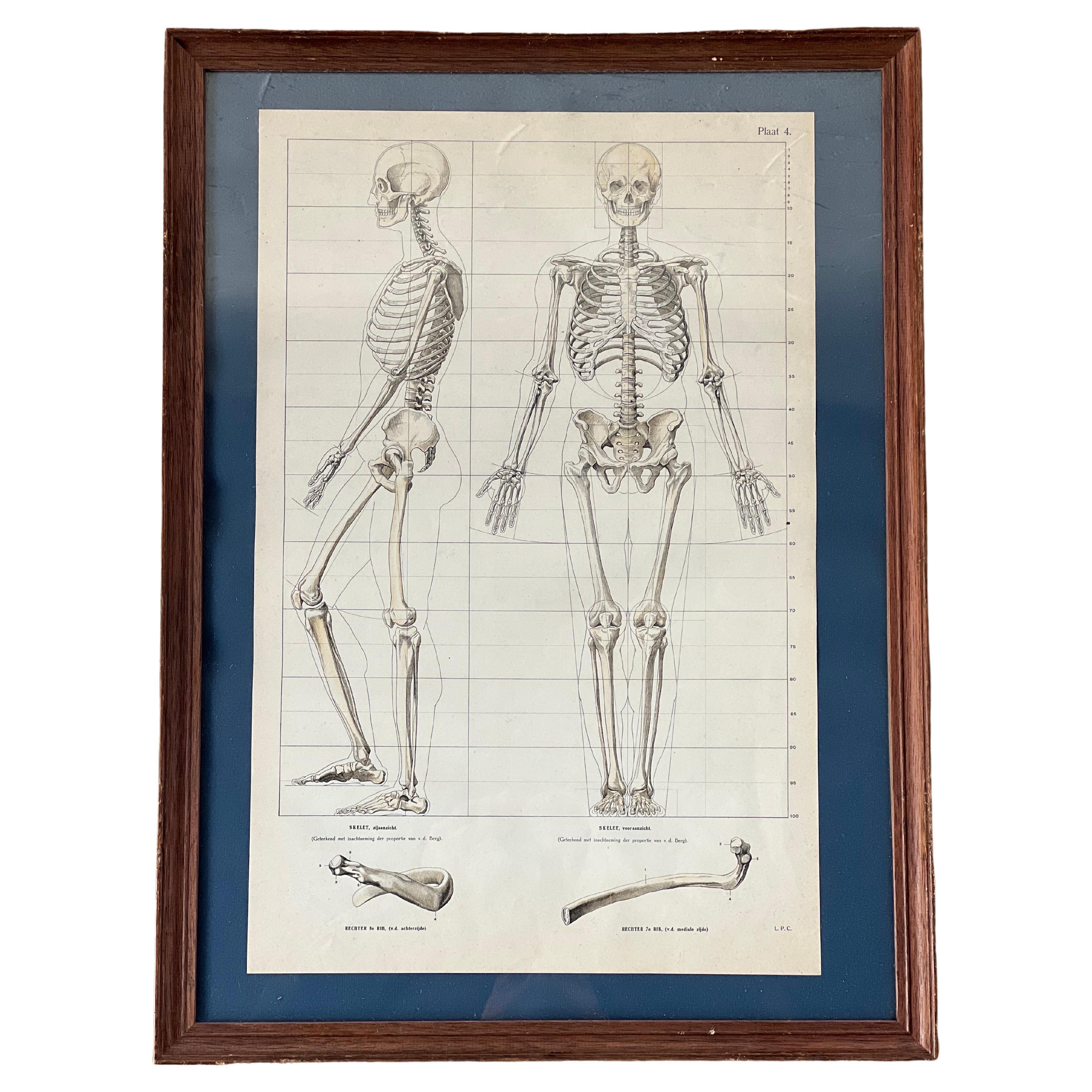 Rare antique Dutch Anatomical print, Skeleton, Sotheby's Amsterdam ...