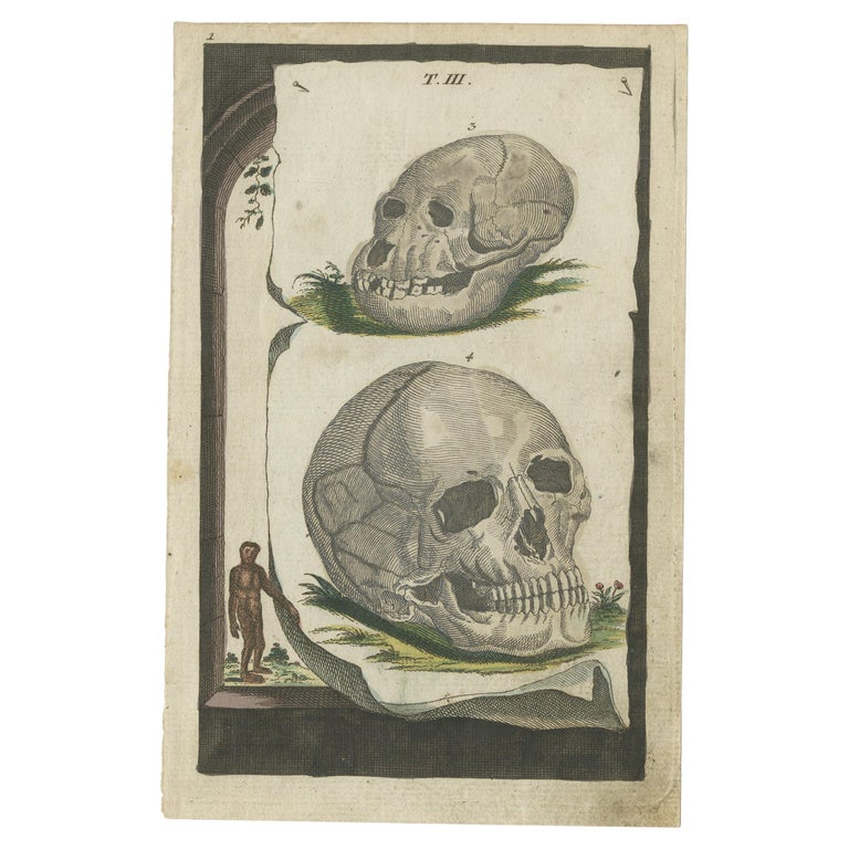Rare Antique Hand-Coloured Print with two Skulls For Sale at 1stDibs