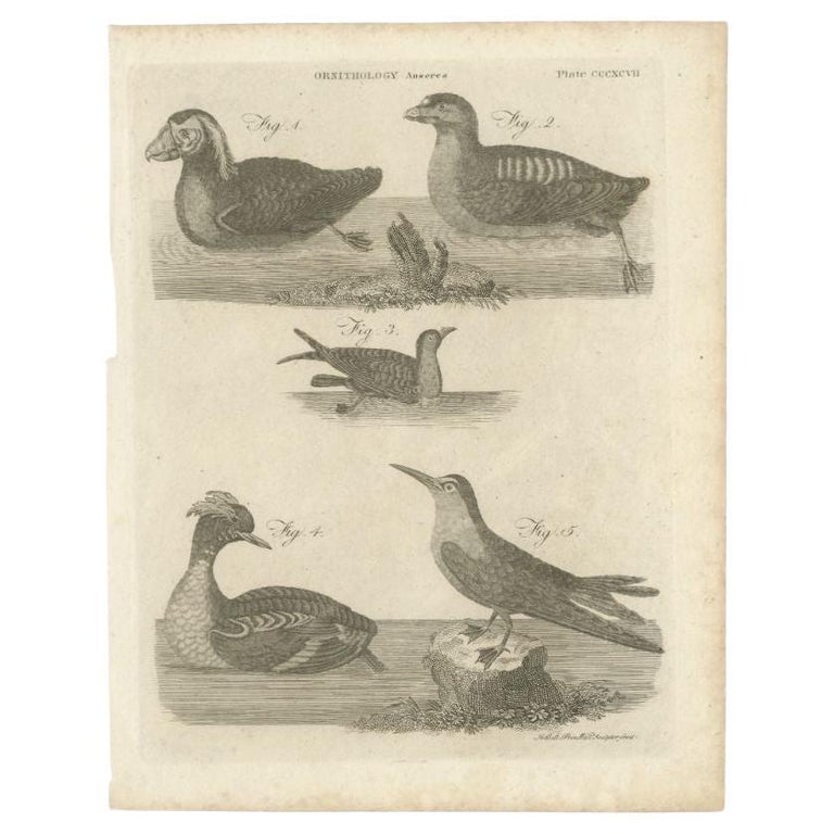 Rare Antique Print of Ducks and Other Birds, 1810 For Sale at 1stDibs