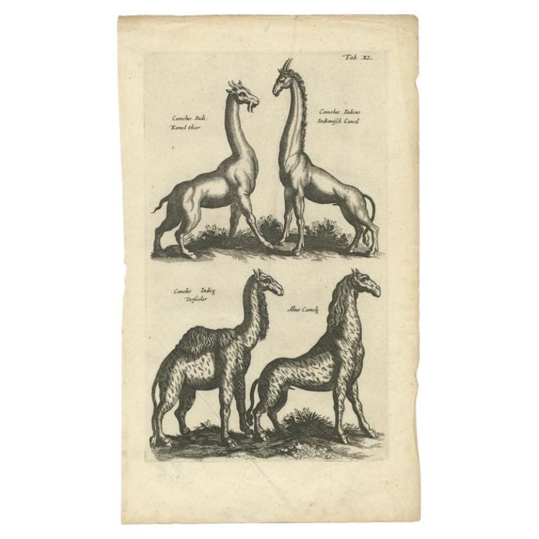 Rare Antique Print of Various Animals, Camelus Iudi, Camelus Indicus ...